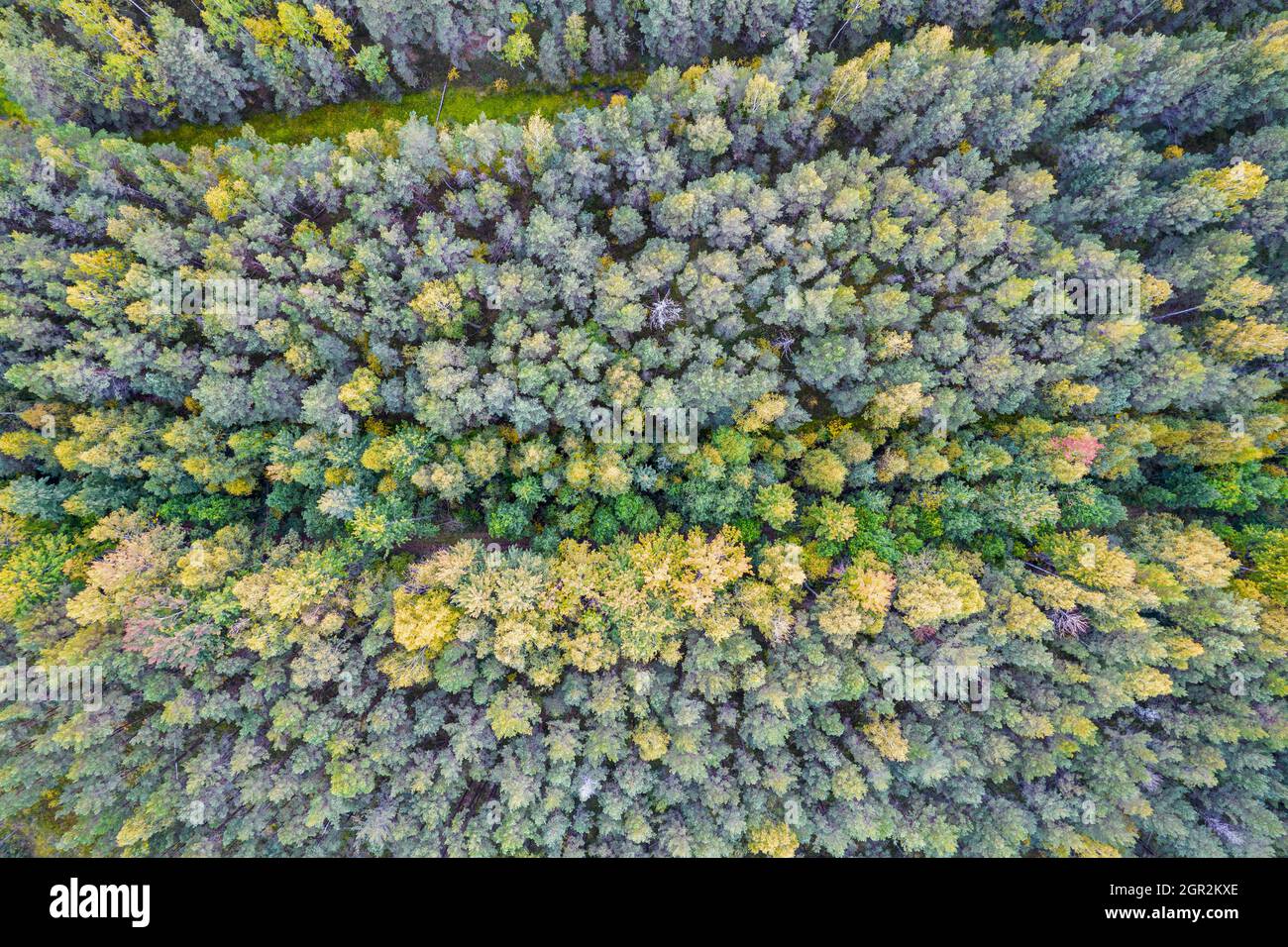 Directly above aerial drone full frame shot of green emerald pine ...