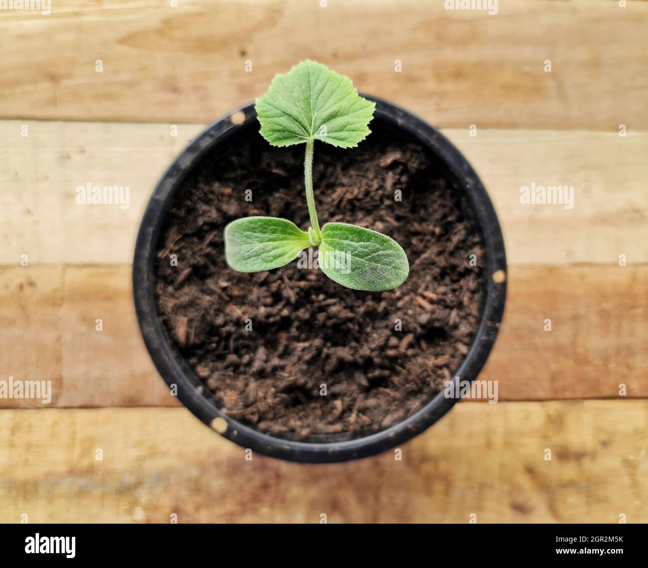 Potted specimen hi-res stock photography and images - Alamy