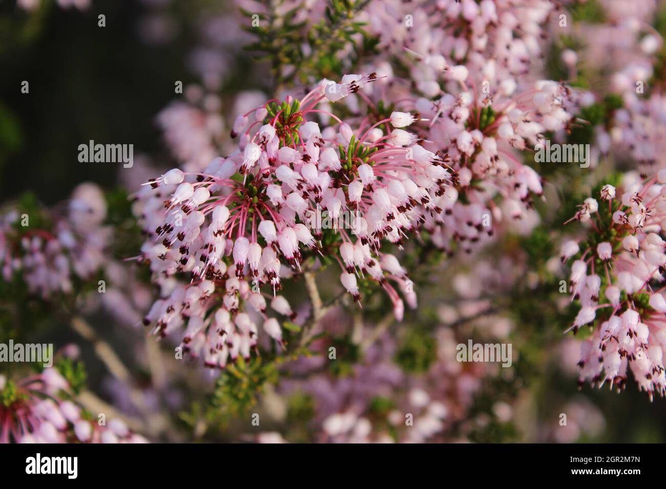 Erica lusitanica hi-res stock photography and images - Alamy