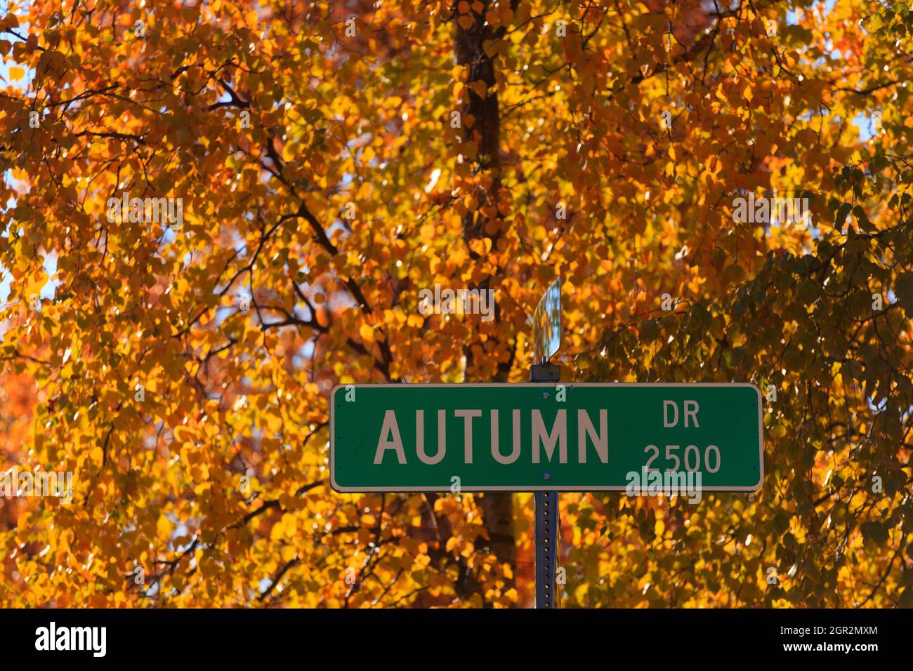 Birch trees display golden fall leaves on a September day at the corner ...