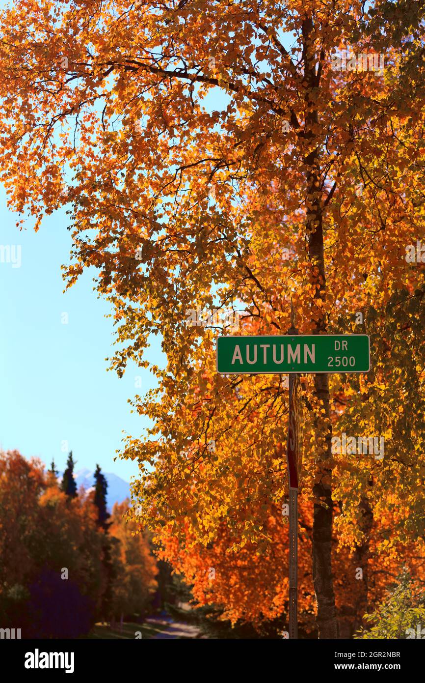 Birch trees display golden fall leaves on a September day at the corner ...