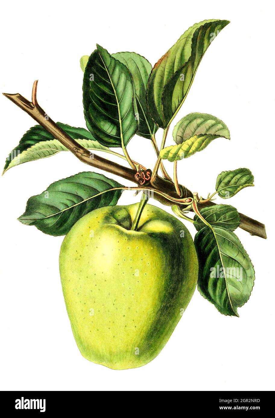 Apfel, Apfelsorte Sugar-Loaf Pippin / apple Sugar-Loaf Pippin Apple, an ...