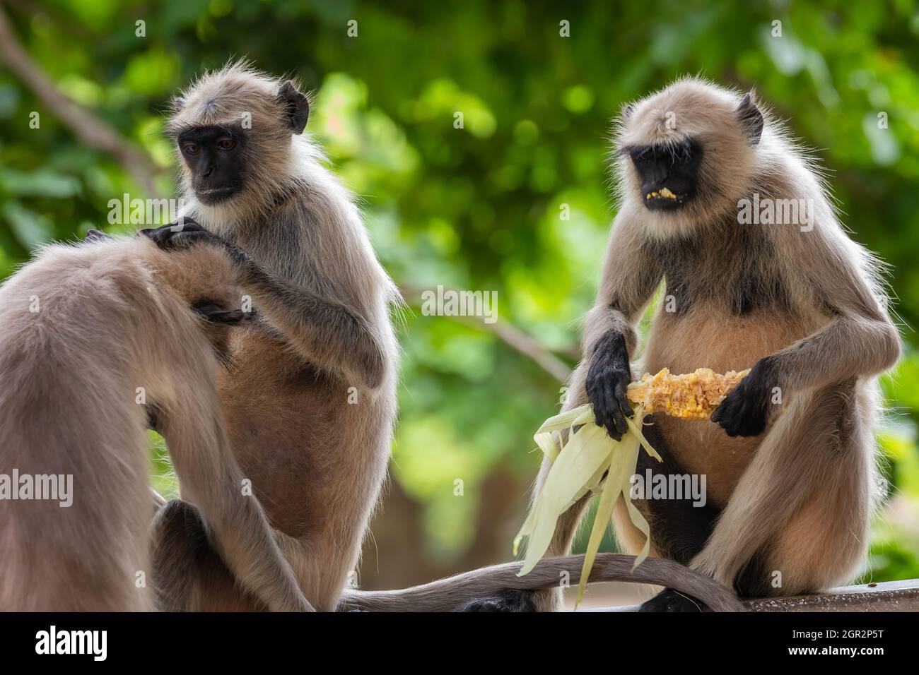 Indian monkeys hi-res stock photography and images - Alamy