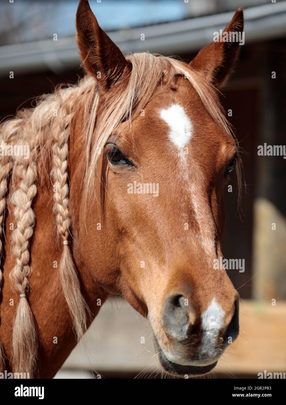 Horse mane animal horsey hi-res stock photography and images - Alamy