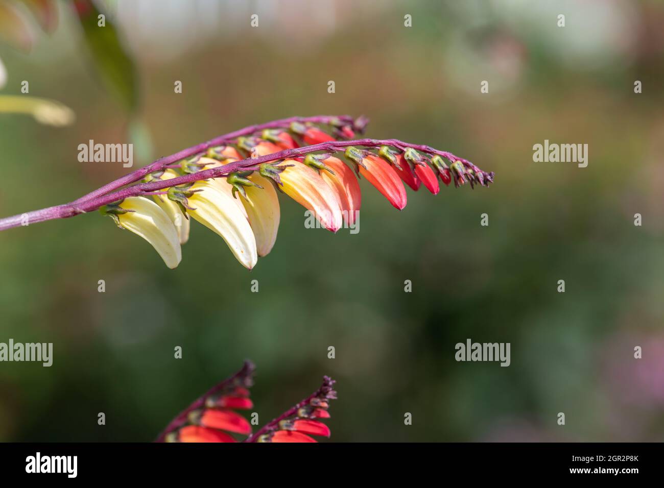 Ipomoea lobata fire vine hi-res stock photography and images - Alamy