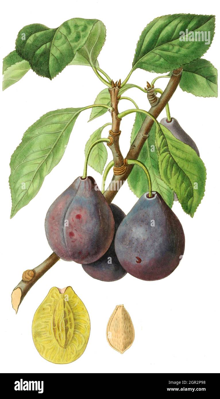 Pflaume / Ickworth Imperatrice plum, Prunus domestica cv, fruiting ...