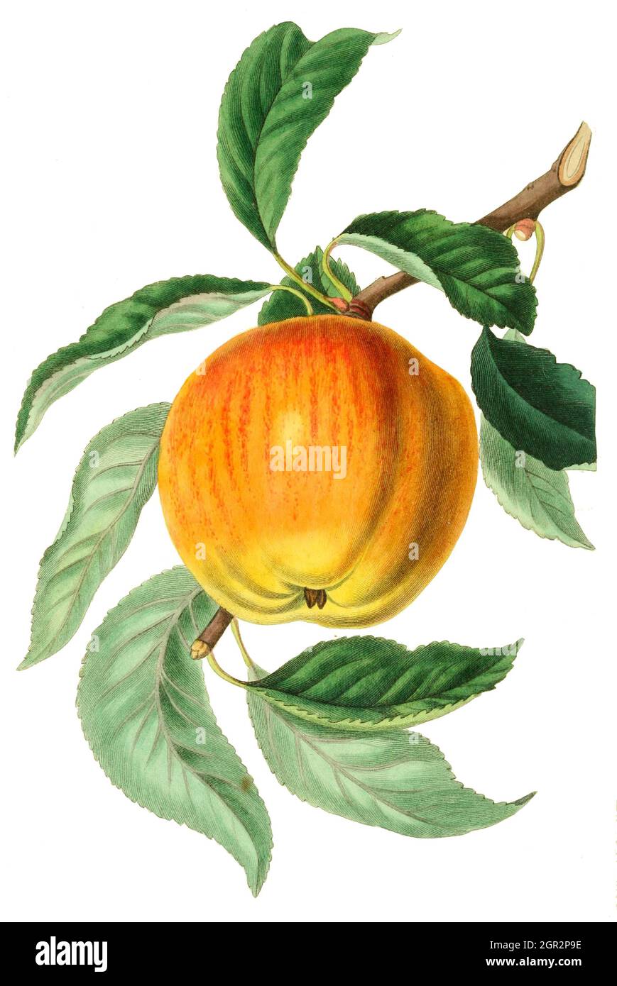 Apfel, apfelsorte Margil / Apple Margil, Margil is an old English ...