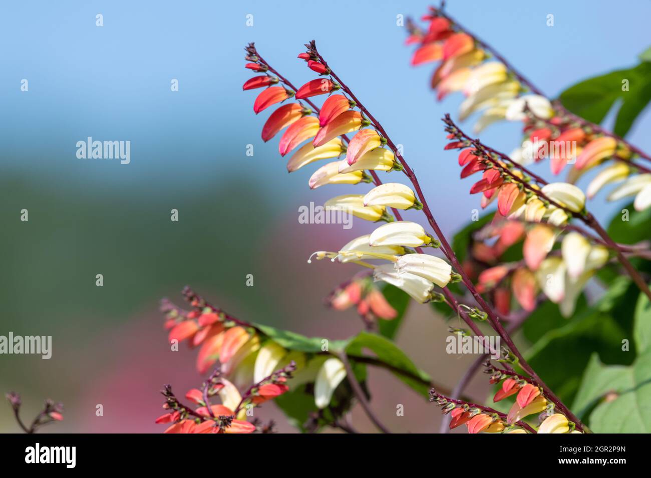 Close up of fire vine (ipomoea lobata) flowers in bloom Stock Photo - Alamy