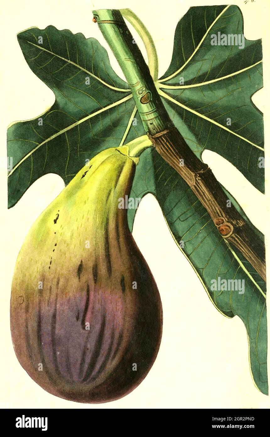 Feige / Ficus carica Brunswick is an attractive, self-fertile and heavy ...