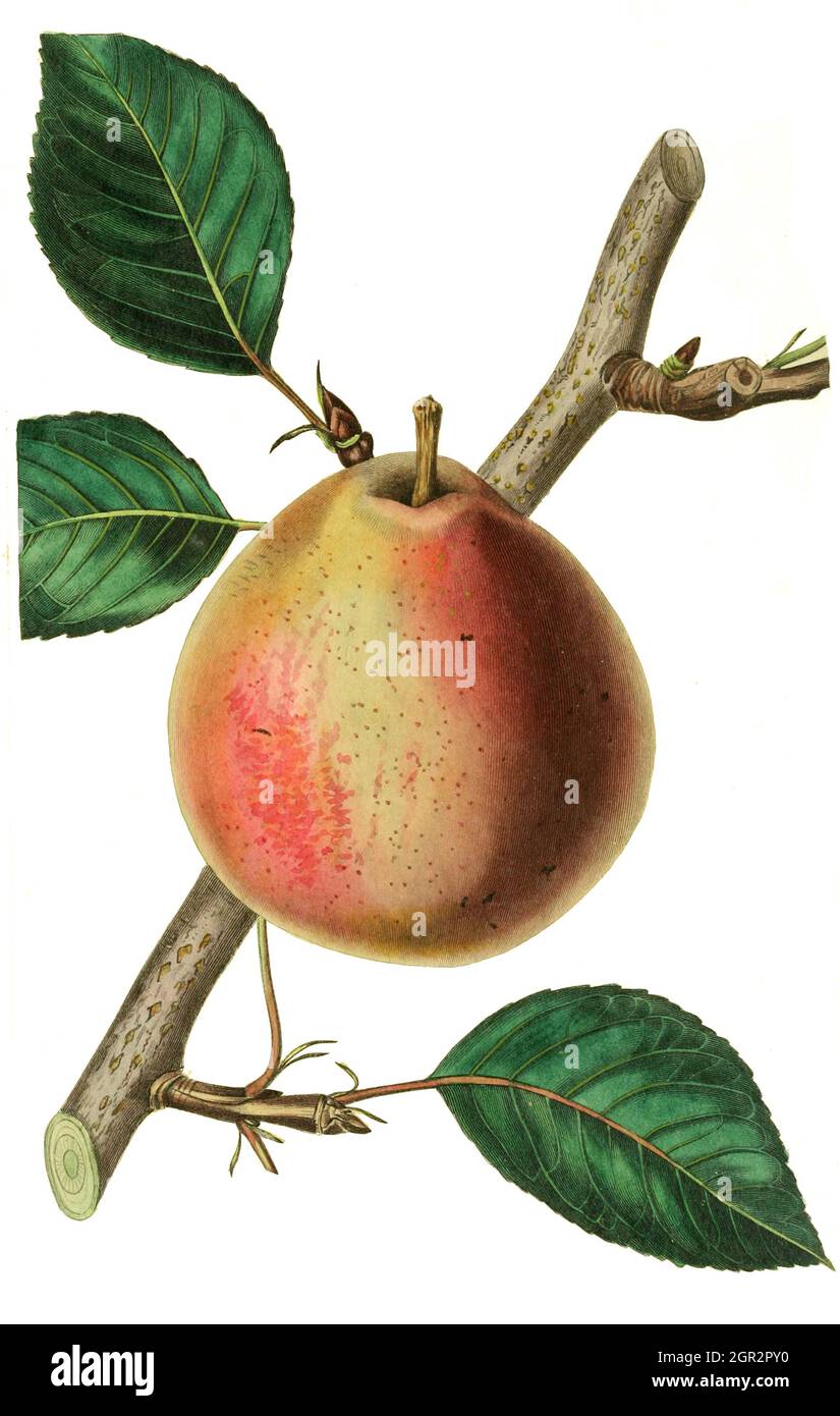 Birne, Sorte Princess of Orange / the princess of orange pear ...