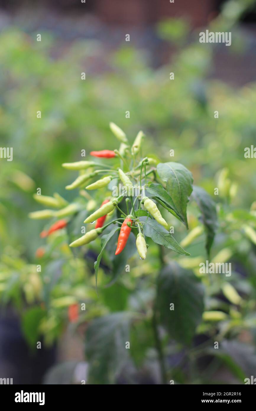 Chilli branch hi-res stock photography and images - Alamy