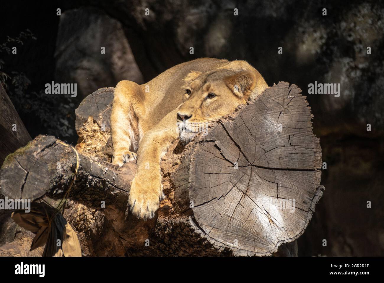 The lion sleeps tonight hi-res stock photography and images - Alamy