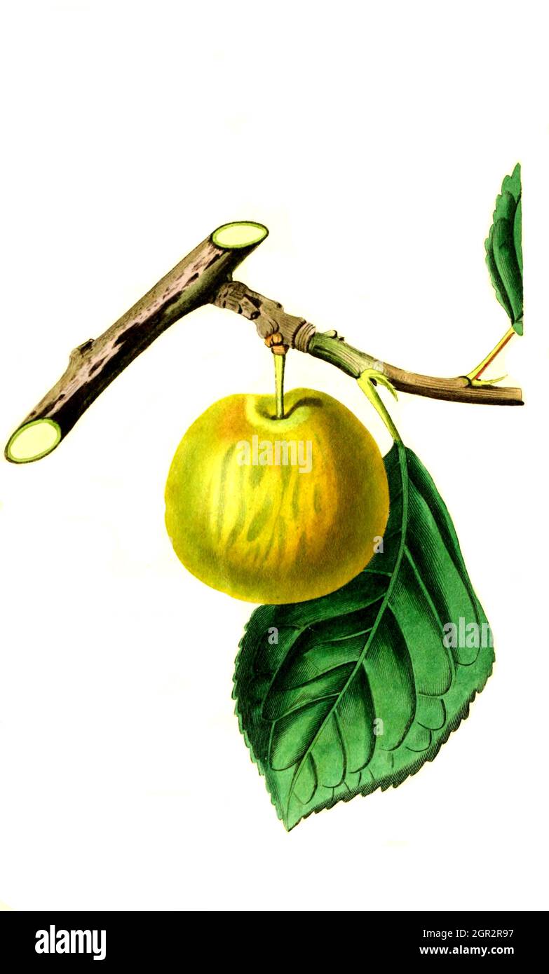 gelbe Pflaume / Lucombe's nonsuch plum, Kolorierter Stich aus The ...