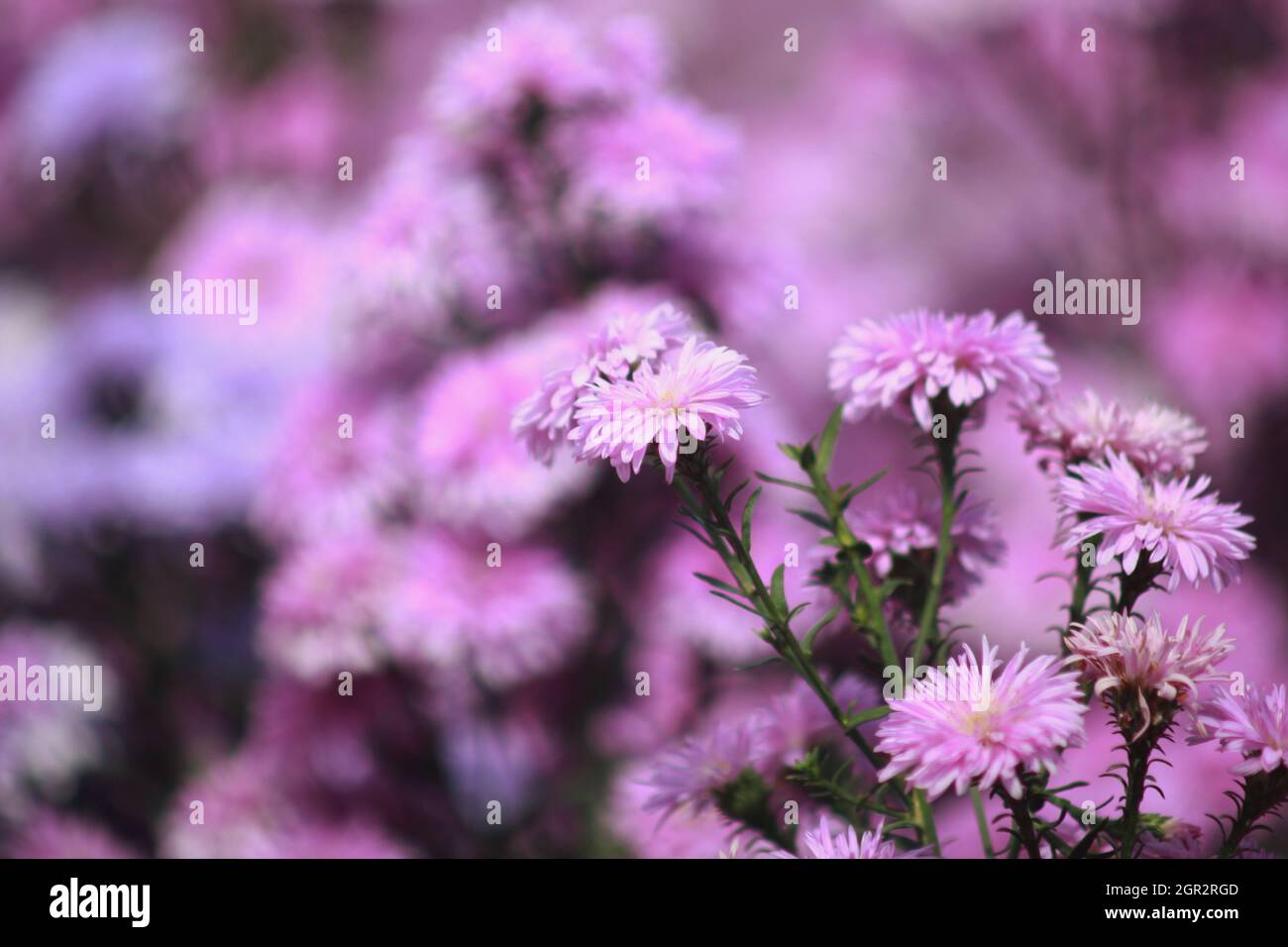 Margaret Flower High Resolution Stock Photography and Images - Alamy