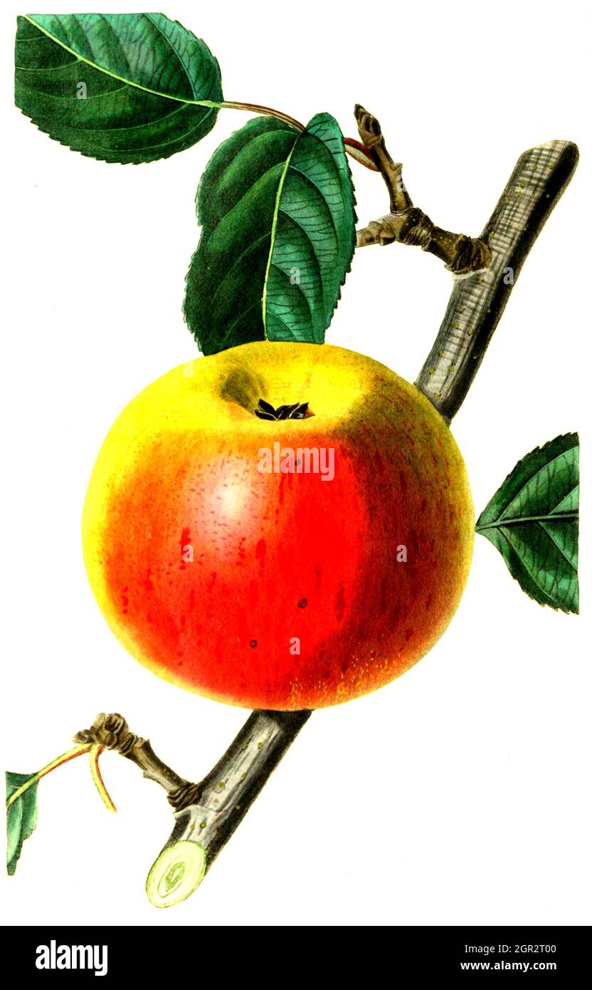 Apfel, Apfelsorte / The Newtown Spitzenberg Apple, Kolorierter Stich ...