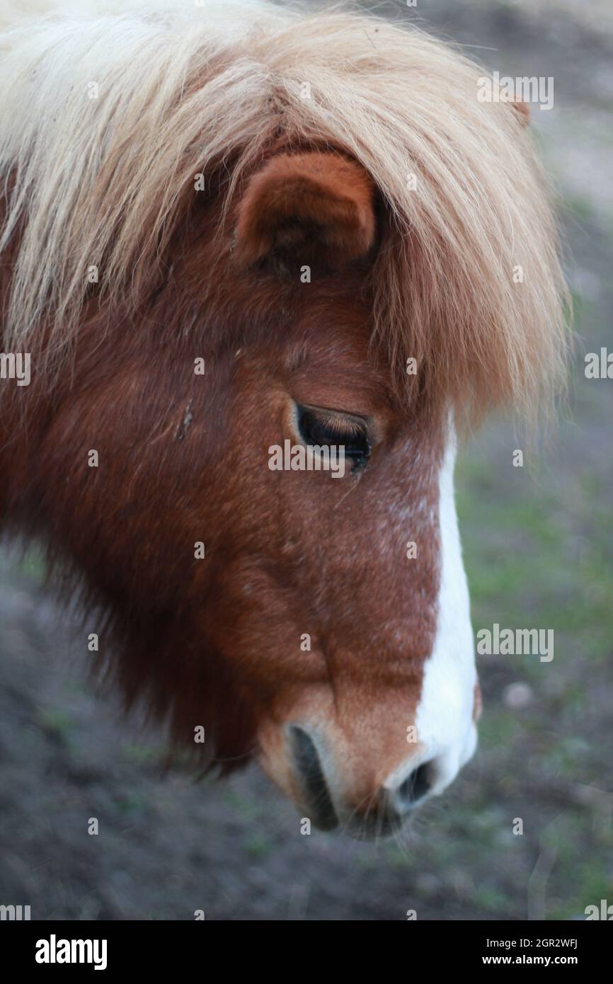 Shetland horse profile hi-res stock photography and images - Alamy