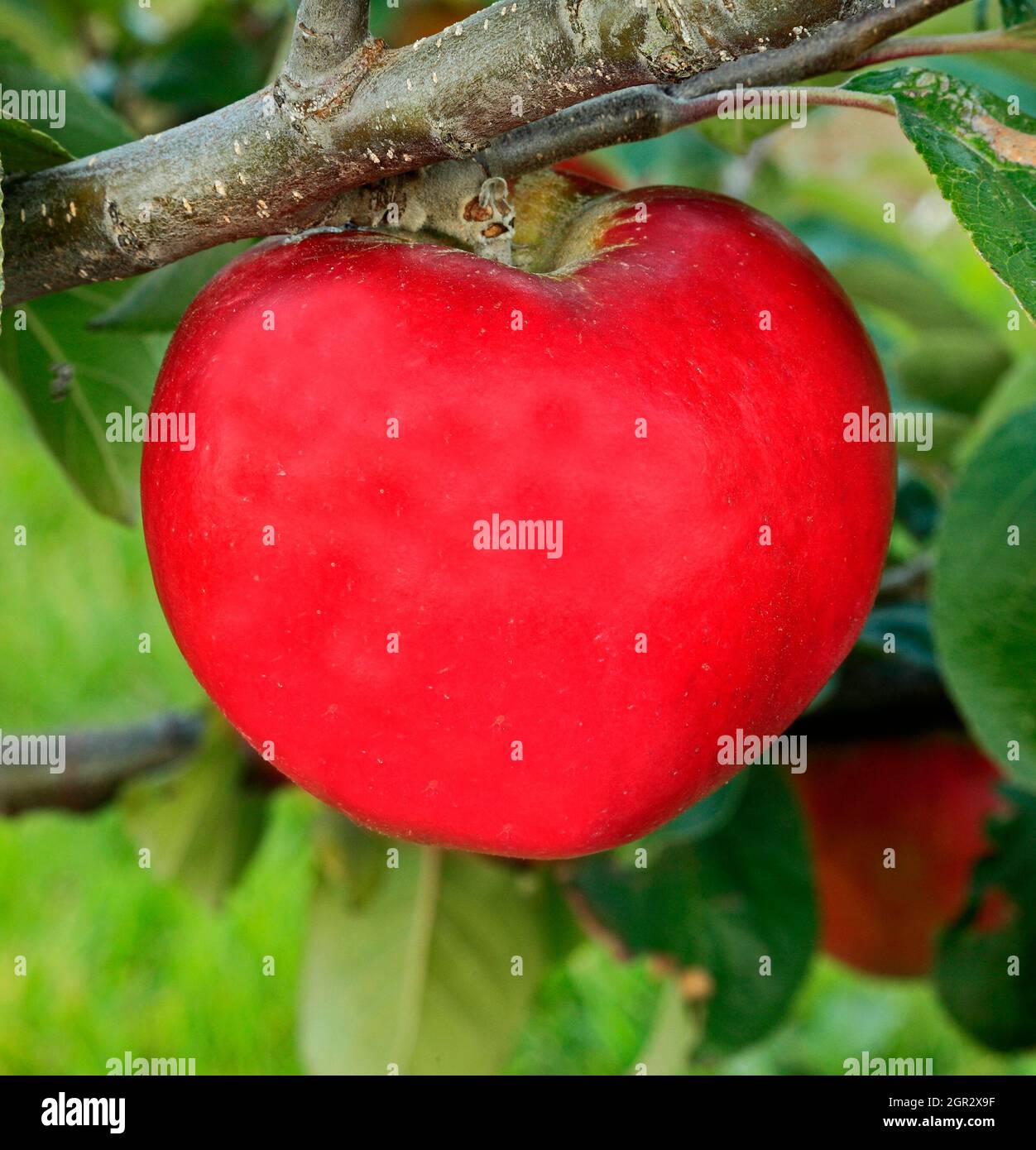 Apple Harling Hero, apples, fruit, malus domestica, healthy eating ...