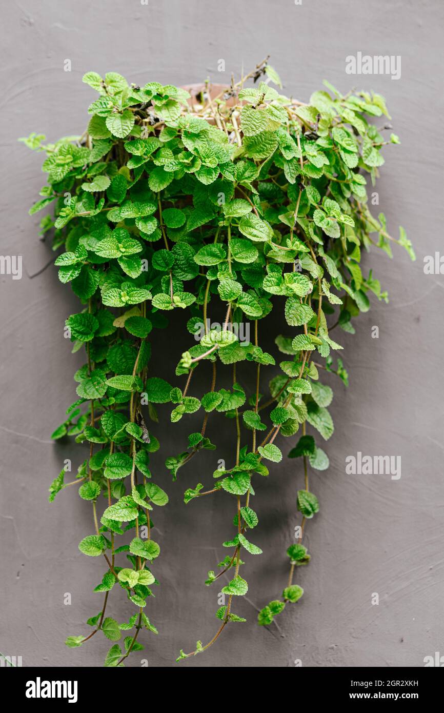 Pilea nummulariifolia hi-res stock photography and images - Alamy