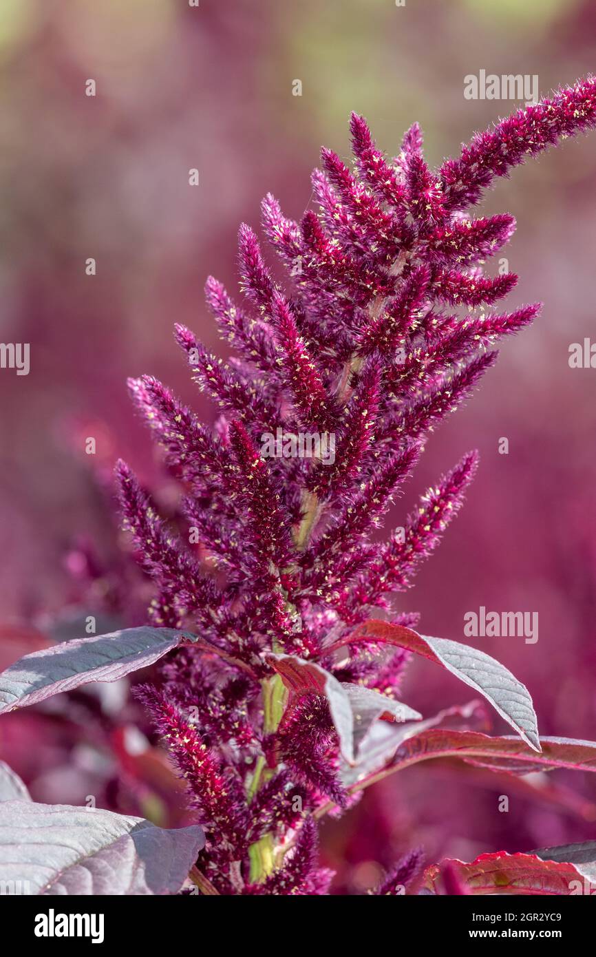 Close up of a Prince of Wales feather (amaranthus hypochondriacus ...