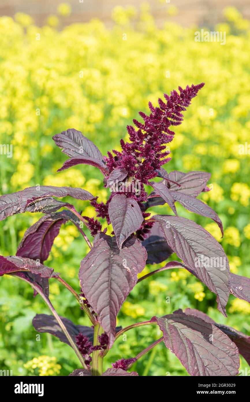 Close up of a Prince of Wales feather (amaranthus hypochondriacus ...