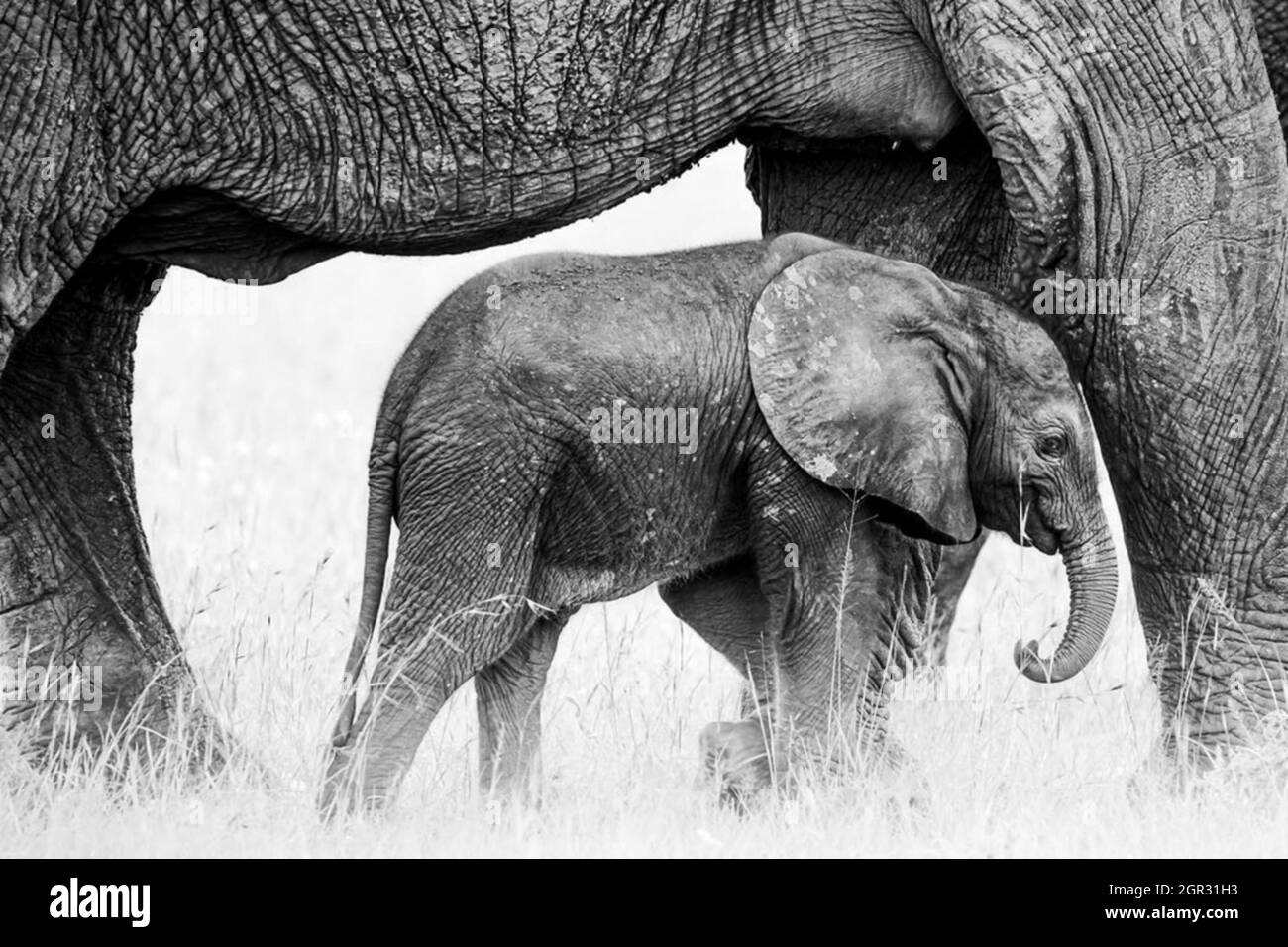 Side view of asian elephant Black and White Stock Photos & Images - Alamy