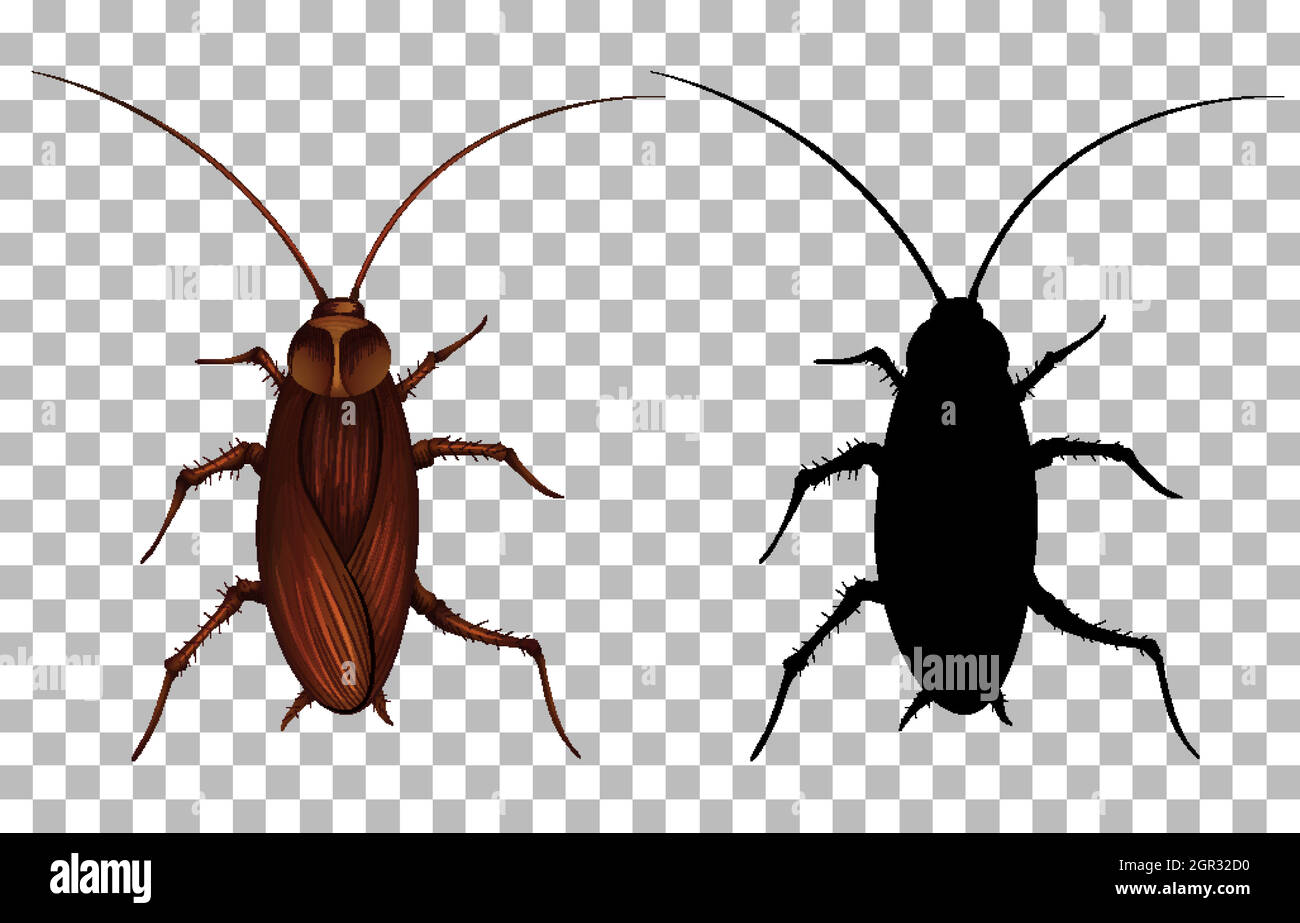 Cockroach on transparent background Stock Vector Image & Art - Alamy