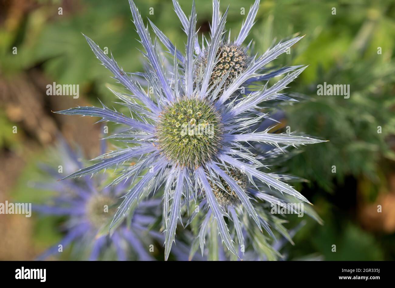 Close up of an alpine sea holly (eryngium alpinium) flower in bloom ...