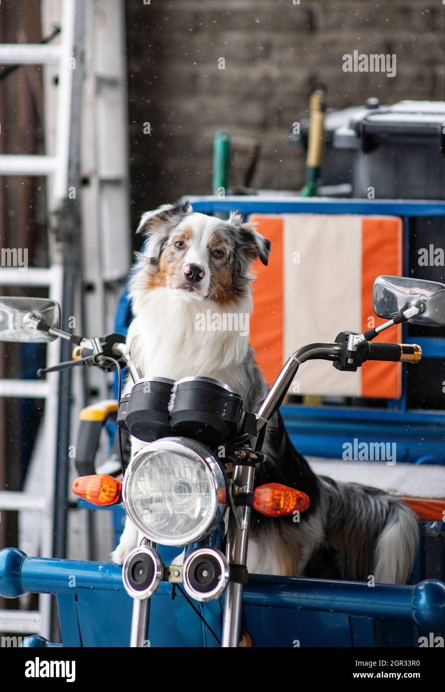 Dog acting human hi-res stock photography and images - Alamy