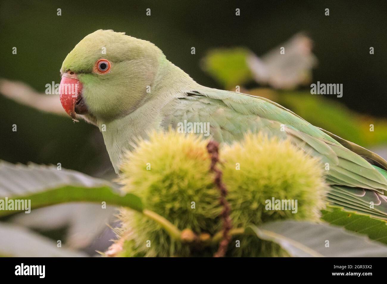 Non native parakeet feral in england hi-res stock photography and ...