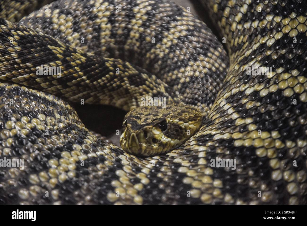 Timber rattlesnake close hi-res stock photography and images - Alamy