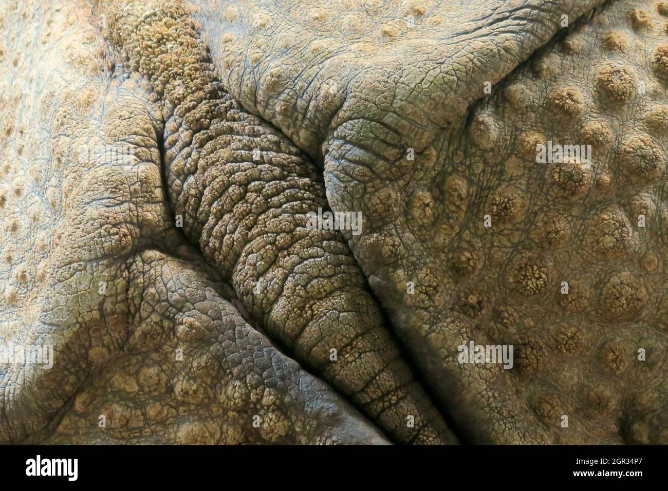 Armored elephant hi-res stock photography and images - Alamy