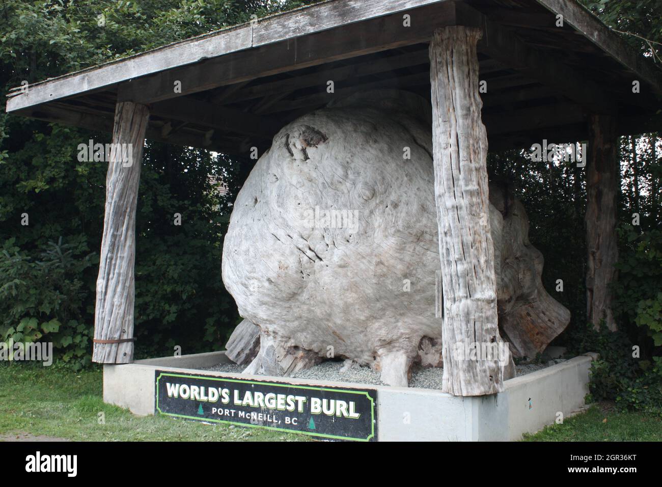 The world's biggest burl at Port McNeill Stock Photo - Alamy