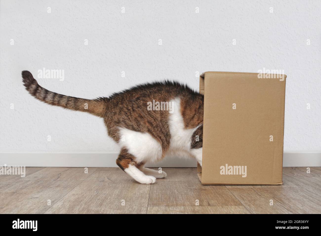 Tail box hi-res stock photography and images - Alamy