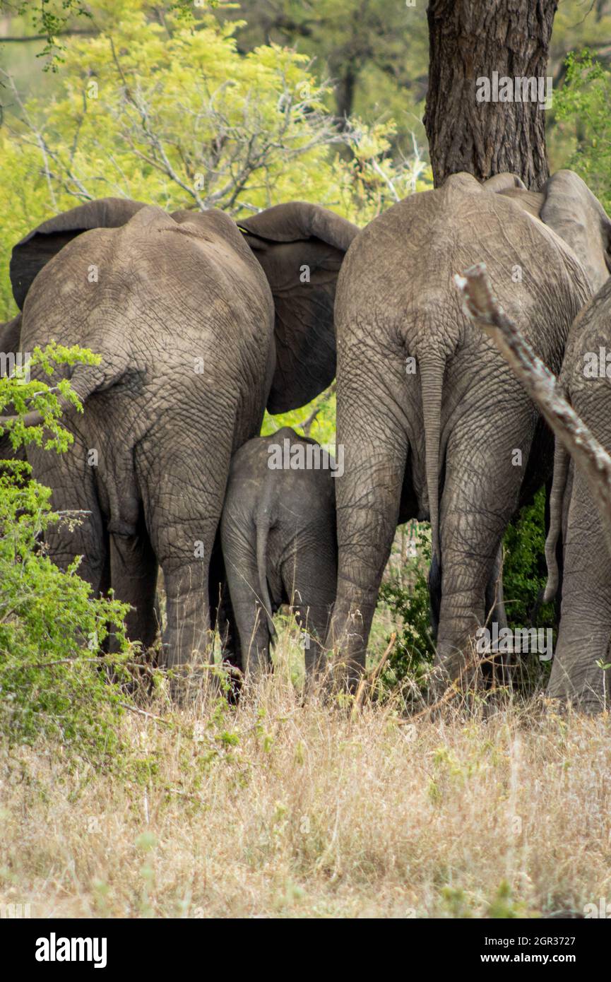Herd of elephants from behind hi-res stock photography and images - Alamy