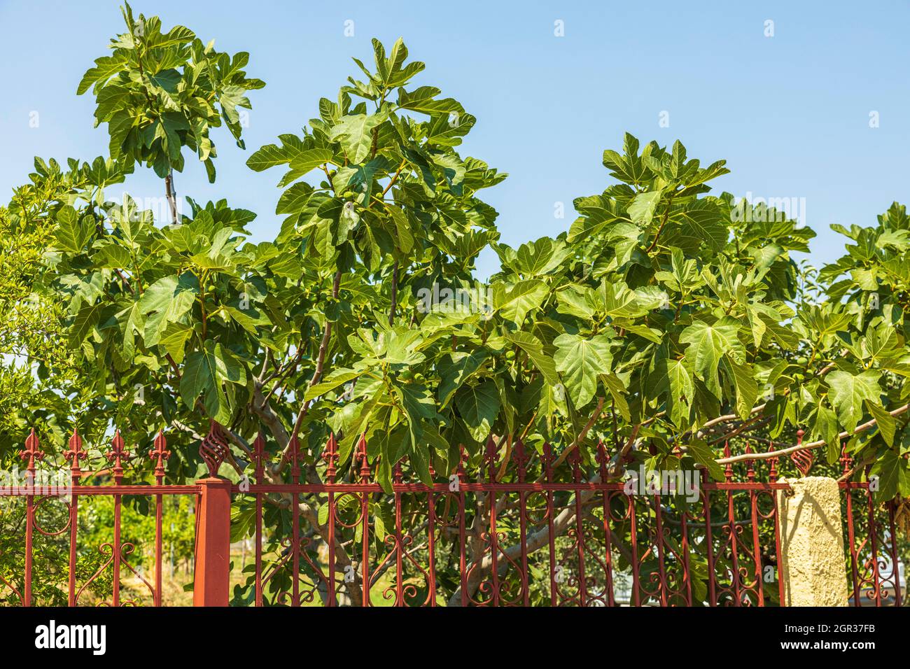 Close up view of common fig trees in garden behind metal face on pale ...