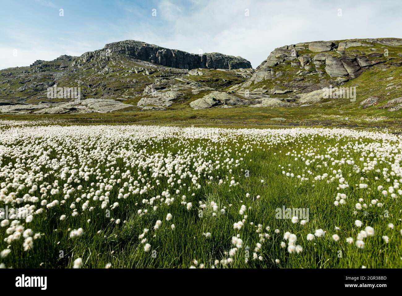 Landscape of meadow with wildflowers surrounded by rock formation ...