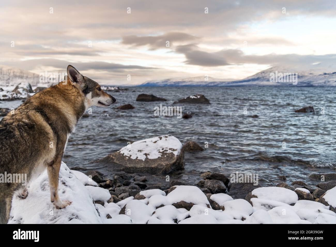 Northern sea wolf hi-res stock photography and images - Alamy