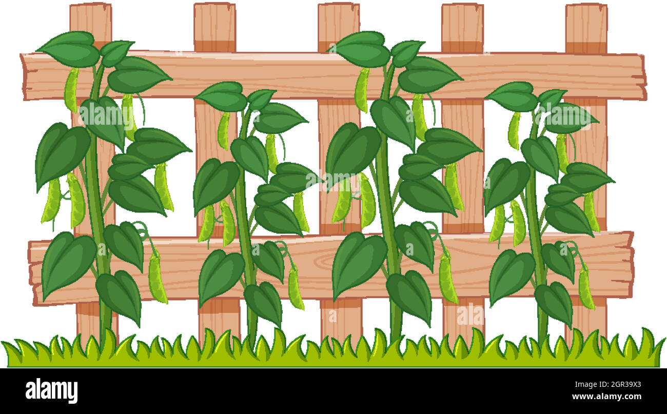 Green peas growing in the garden Stock Vector Image & Art - Alamy