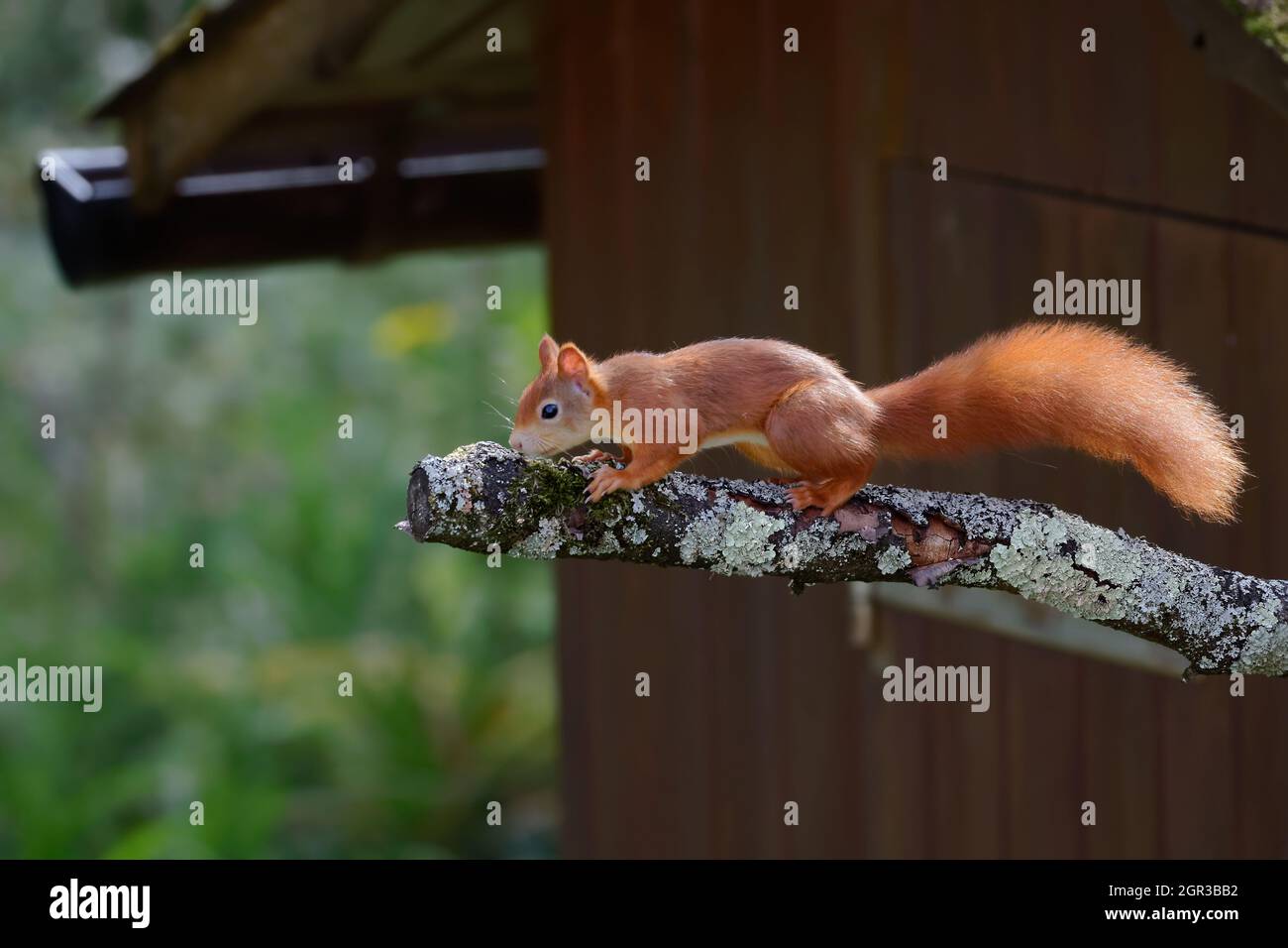 Orange squirrel hi-res stock photography and images - Alamy