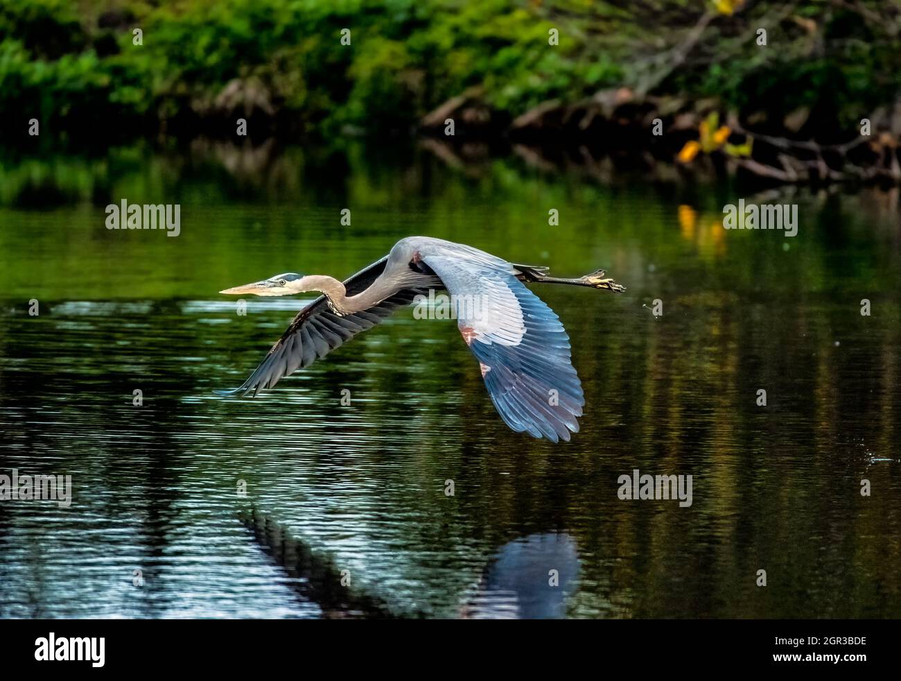 Great Blue Heron in flight over the wetlands in South Florida Stock ...