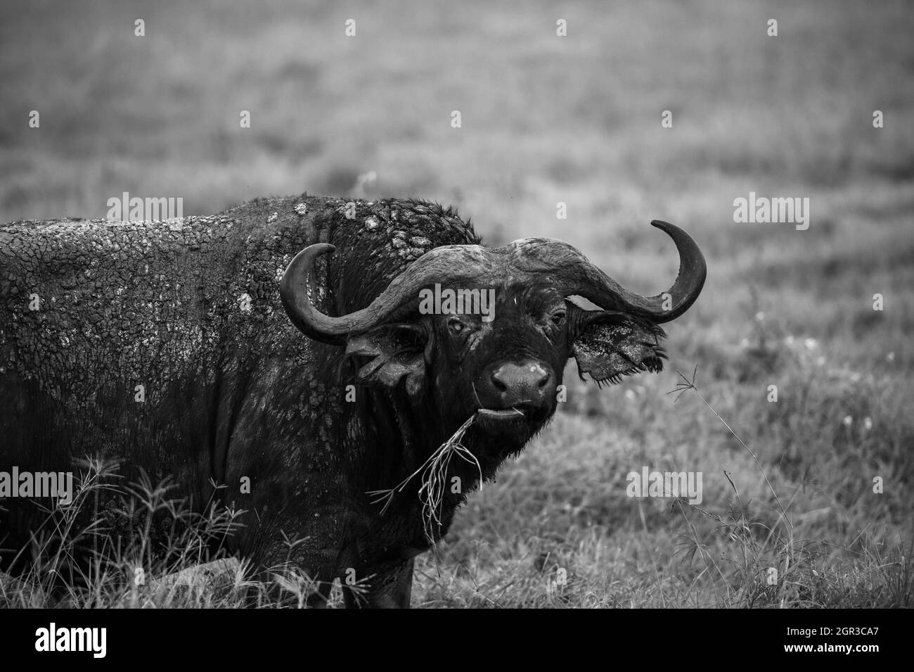 Wild African Buffalo Eating Grass Stock Photo - Alamy