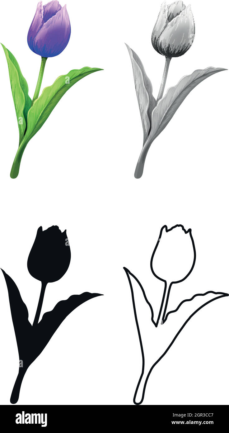 Line tulip flower art Cut Out Stock Images & Pictures - Alamy