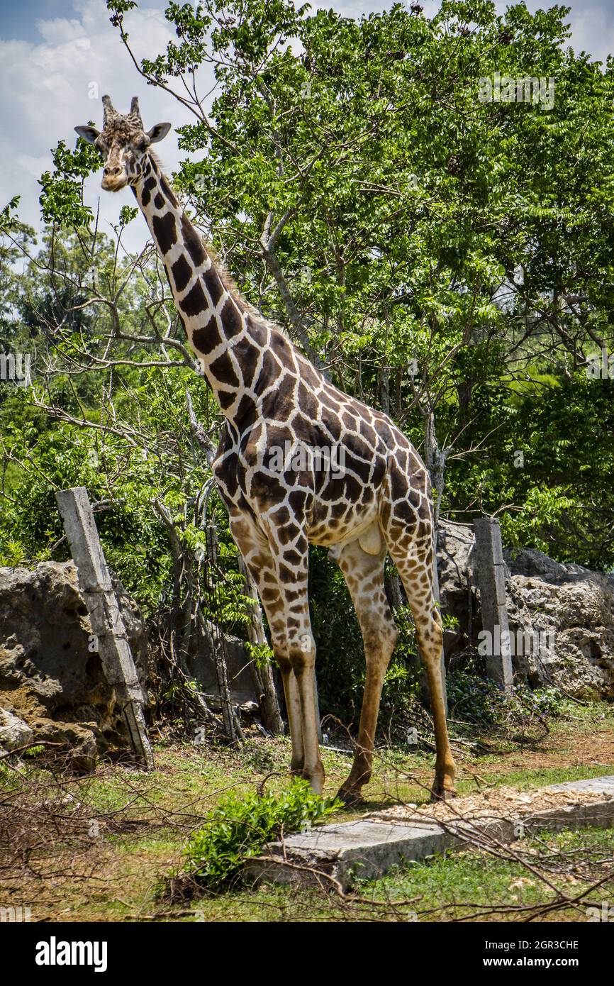 Vertical shot of the giraffe standing on the background of trees Stock ...
