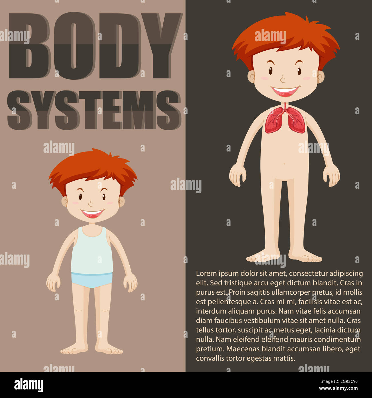 Boy and body system infographic Stock Vector Image & Art - Alamy