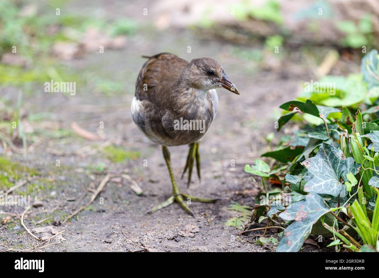 One small bird eating hi-res stock photography and images - Alamy