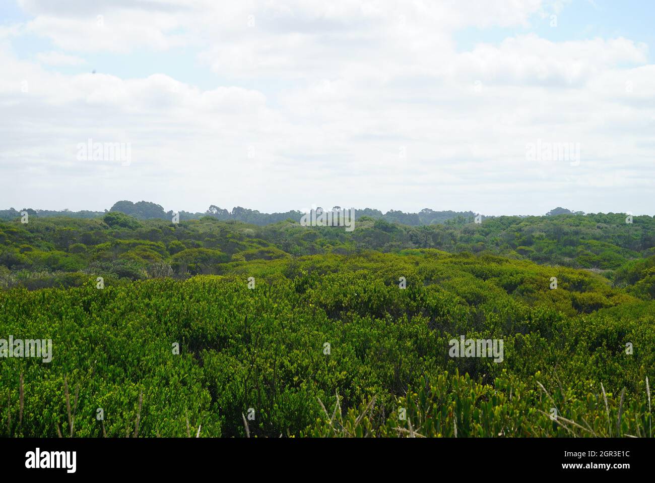 Aerial view of growing vegetation Stock Photo - Alamy