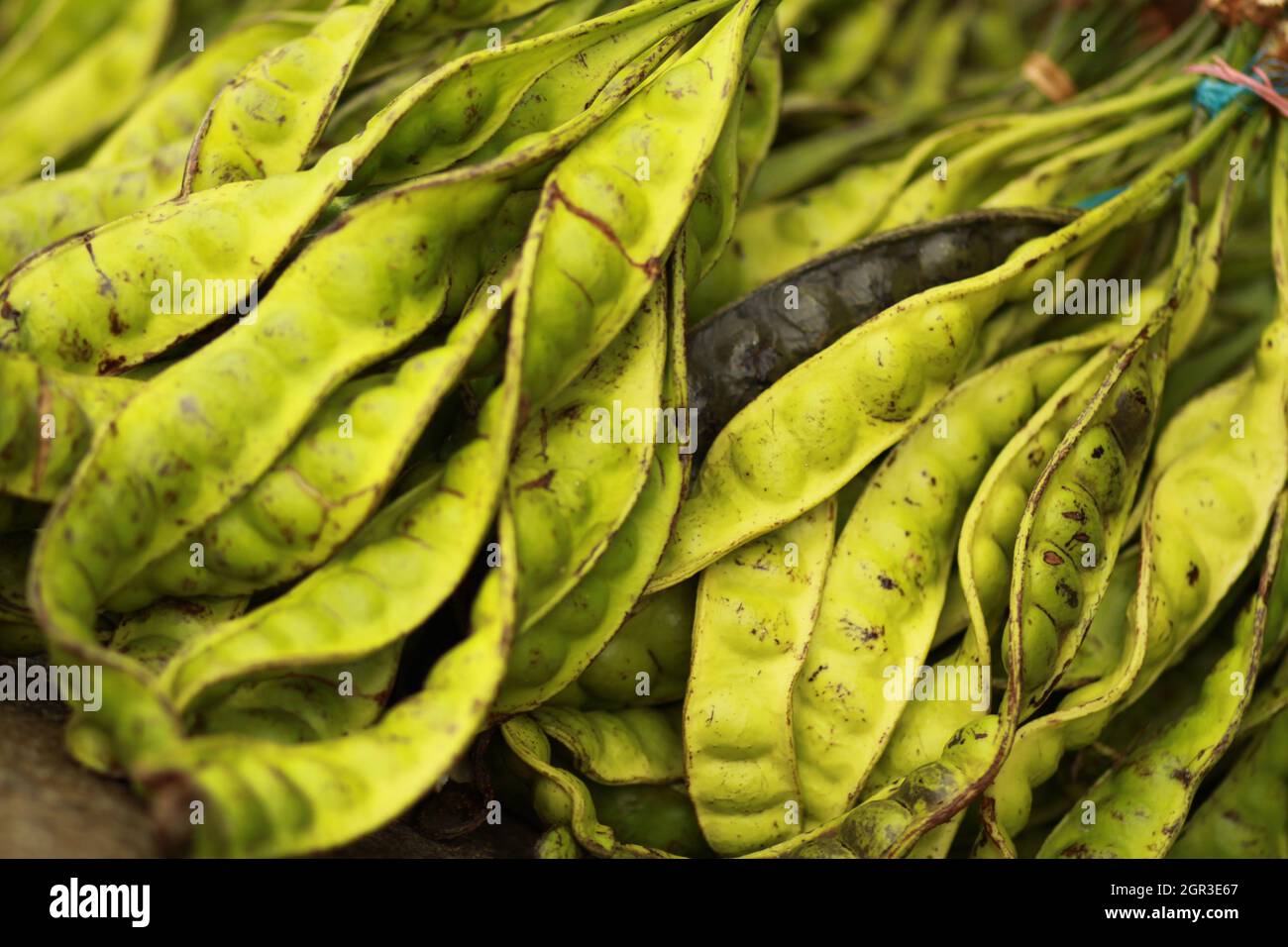 Jengkol High Resolution Stock Photography and Images - Alamy