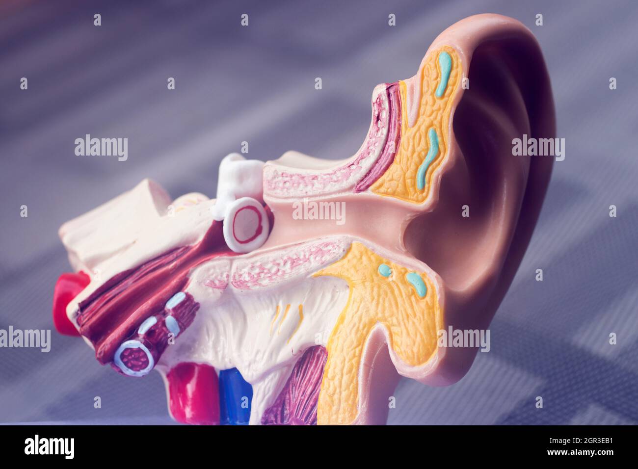 Artificial human ear hi-res stock photography and images - Alamy