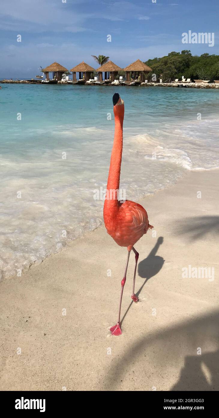 Renaissance island flamingo hi-res stock photography and images - Alamy
