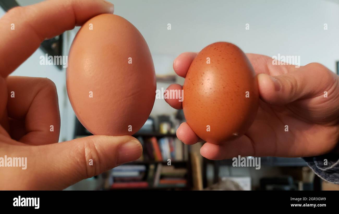 Single and double yolk eggs hi-res stock photography and images - Alamy